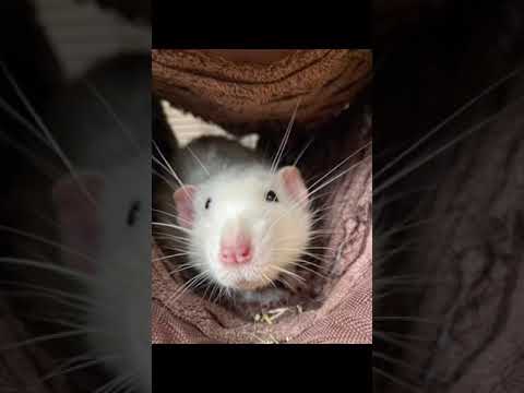Cute Rat pets Ep-038 #Shorts