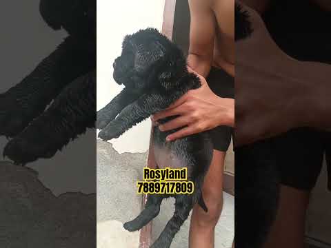 Super quality female puppy English Labrador sold out ✅|#dog#puppy#labrador