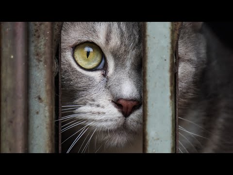 Rabies Alert: Area cat tests positive, marking 12th confirmed case