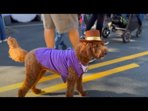 The 2022 Cleveland County Liver Mush Festival!!