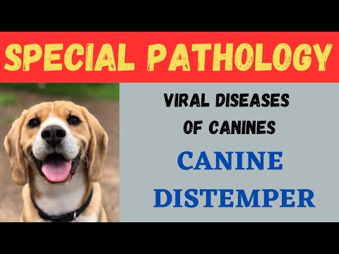 Canine Distemper-Veterinary Pathology-Canine Viral Diseases