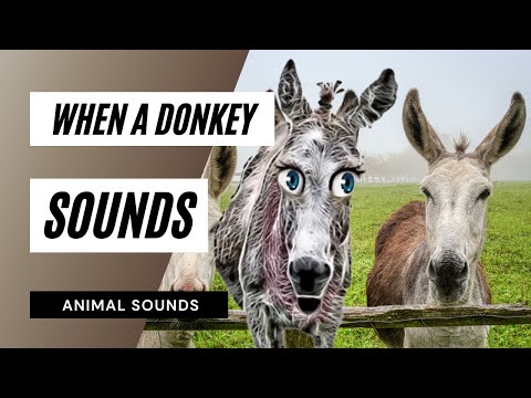 When A Donkey Sounds - when a donkey brays / sound effect / animation