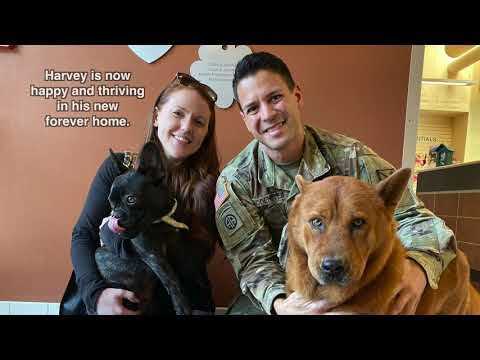 SPCA Monterey County - Harvey