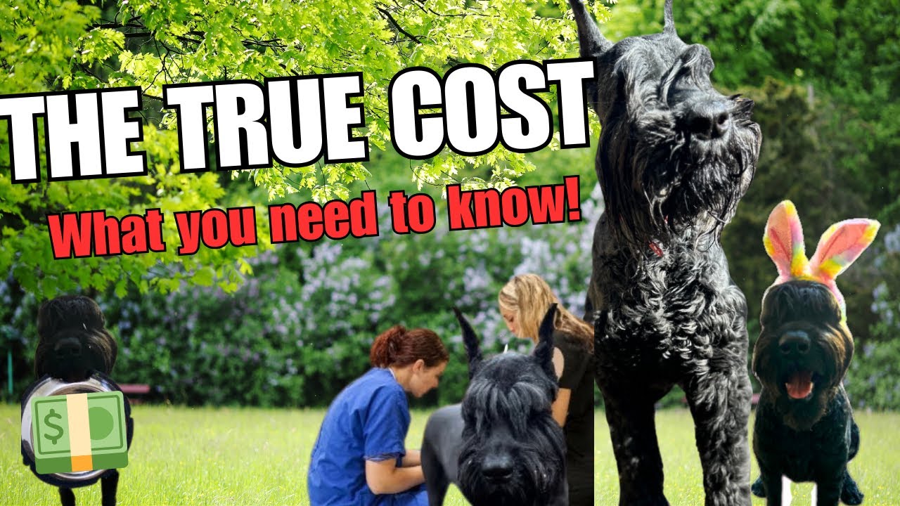 The True Cost 💵 of Owning a Giant Schnauzer – What You Need to Know! 🐶