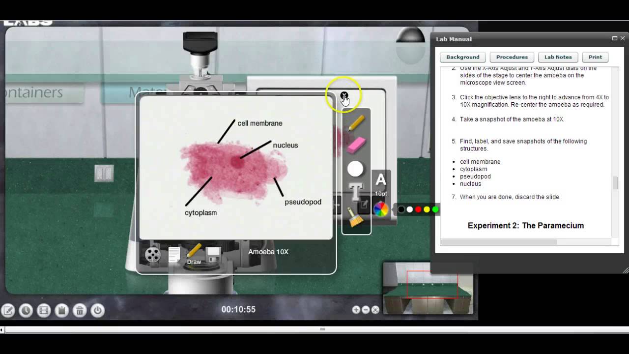 Cell Structure and Function Lab
