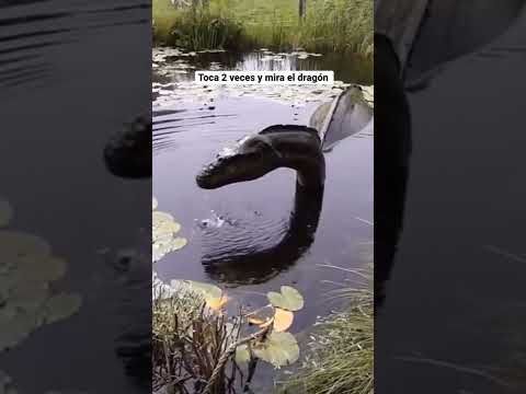 MONSTRO DO LAGO NESS FINALMENTE ENCONTRADO EM 2022