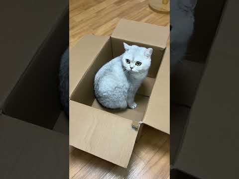 How to cut cat nails very! easily #shorts