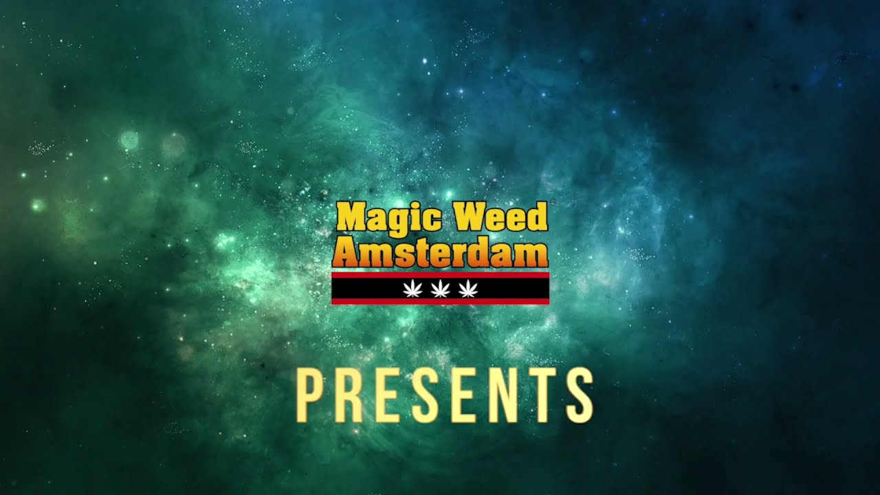 CBD HASH ICE O LATOR