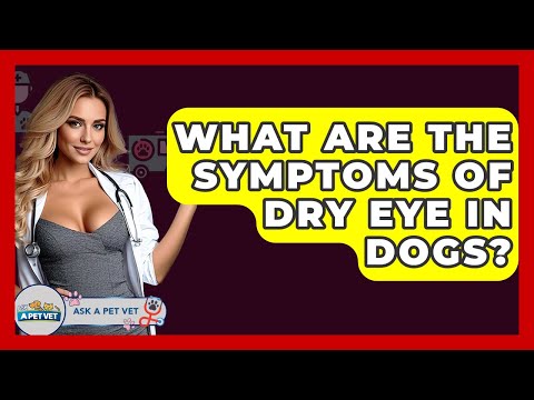What Are The Symptoms Of Dry Eye In Dogs? - Ask A Pet Vet
