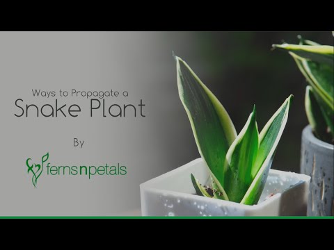 #HappyCorners - Ways to Propagate a Snake Plant by Ferns N Petals
