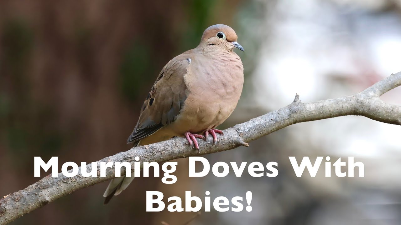 Mourning Doves With Babies!