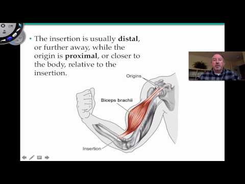 The Functions and Roles of Joints and Articulations