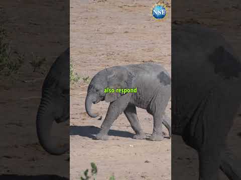 Elephants Use Names #shorts #science #elephant