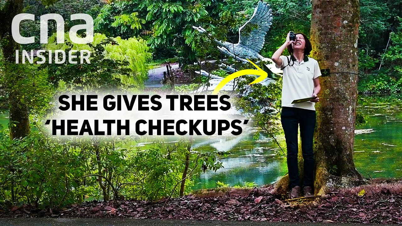 How Tree Doctors Keep Singapore’s 2 Million Urban Trees Healthy