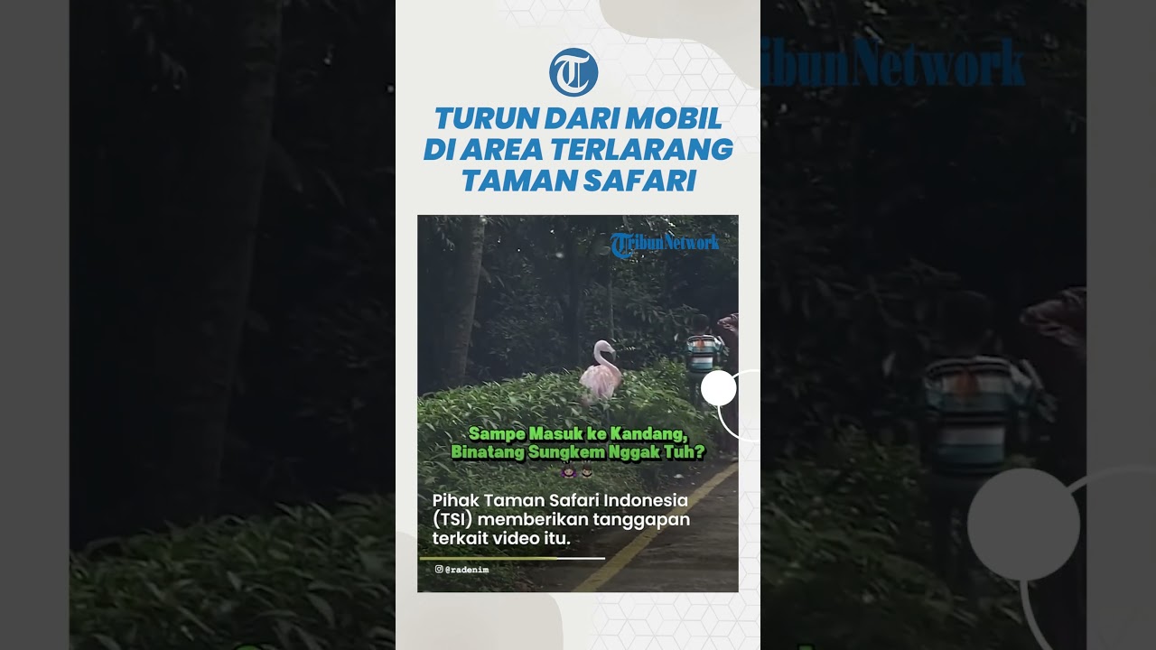 Viral Video Satu Keluarga Nekat Turun dari Mobil di Area Terlarang ...