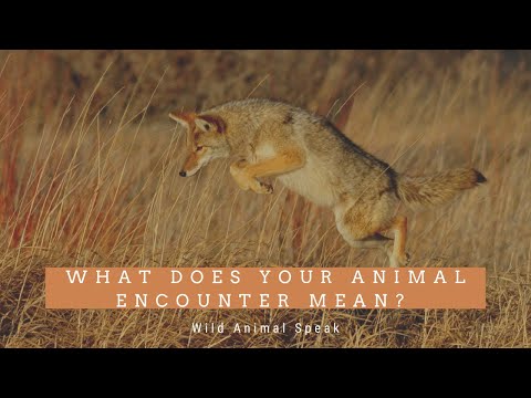 COYOTE Encounter Symbolism - What Does it Mean?