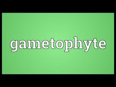 Gametophyte Meaning