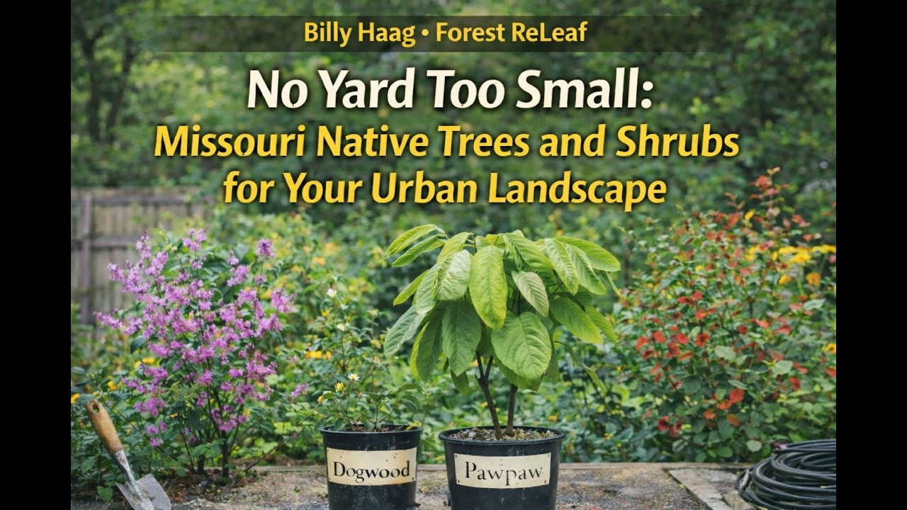 No Yard Too Small: Missouri Native Trees and Shrubs for Your Urban Landscape
