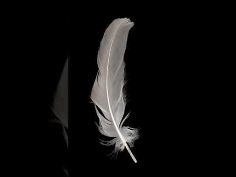 Grey Feather Meaning In Hindi #greyfeathermeaning