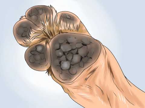 HOW TO KNOW IF YOUR DOG HAS DISTEMPER