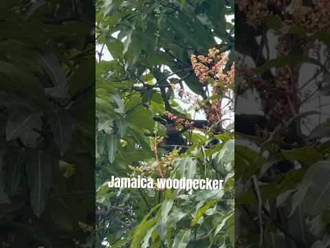 Seeing a woodpecker in Jamaica is rare