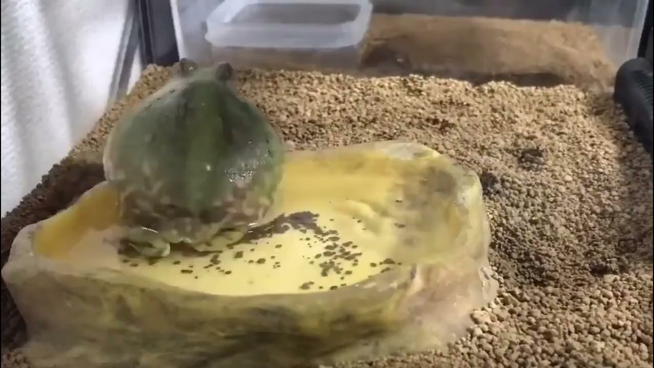 Frog Timelapse 🐸