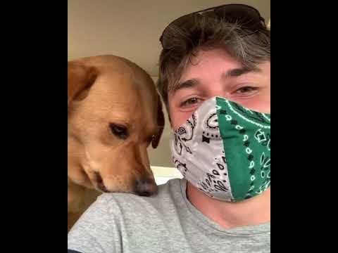 Dog nibbling guys shoulder.