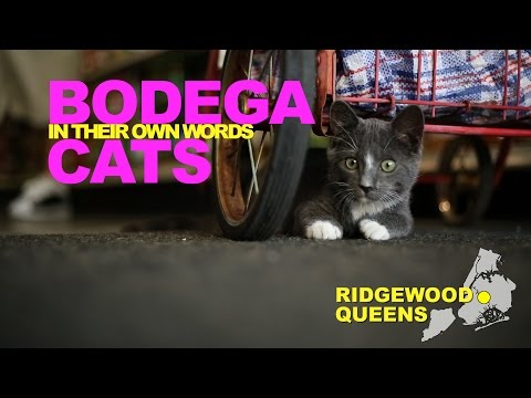 Bodega Cats In Their Own Words: Carmel of Ridgewood, Queens