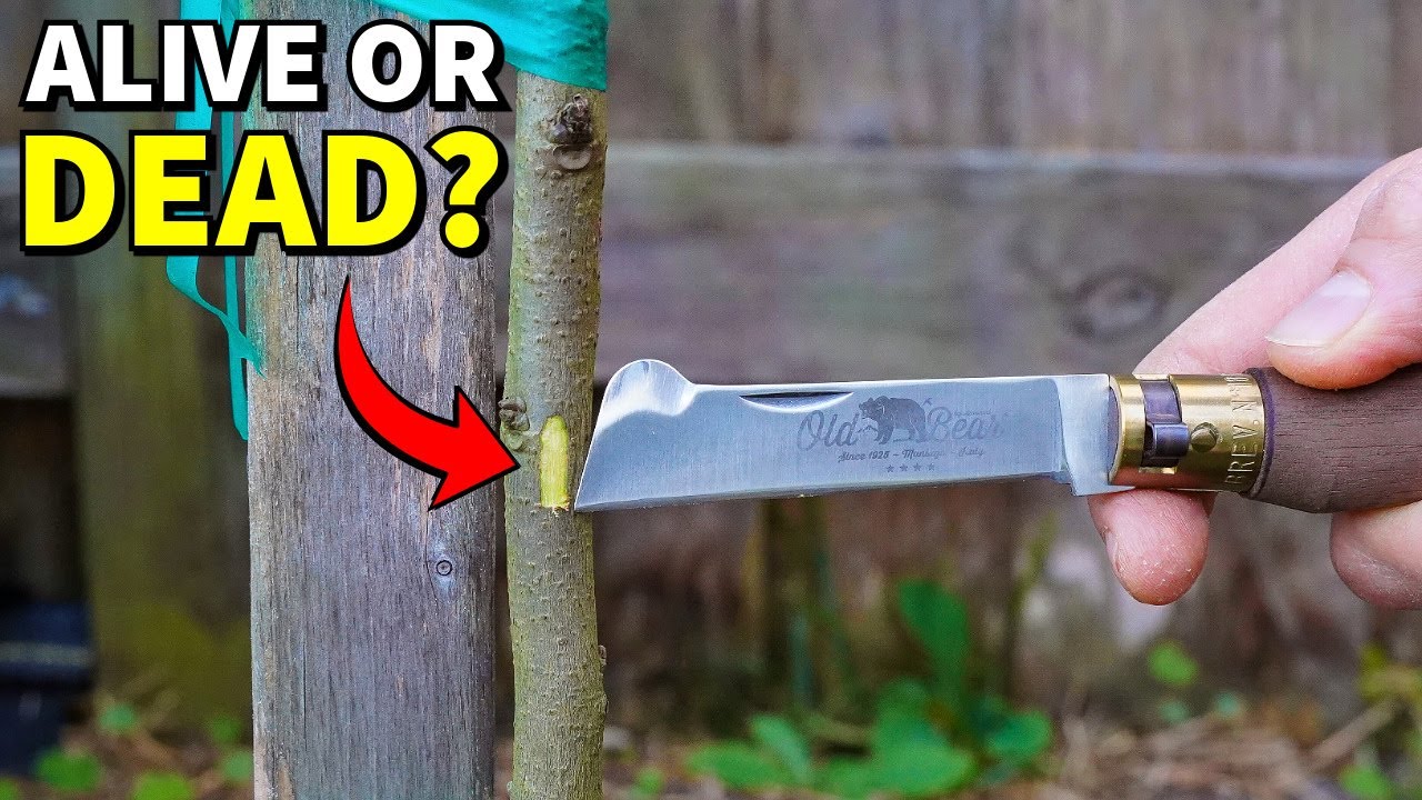 THE SCRATCH TEST: This Test Tells You If Your Tree Is Dead Or Alive