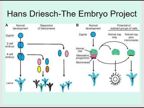 Cell differentiation