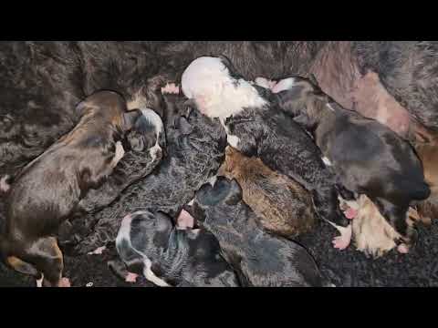 Lily's litter 8-12-24