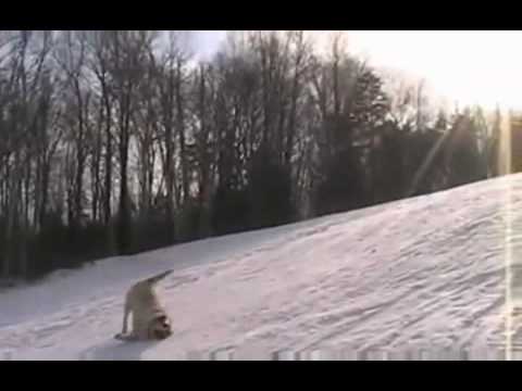 The True Meaning of Dog Sledding: Sugarbush Dog Groomers