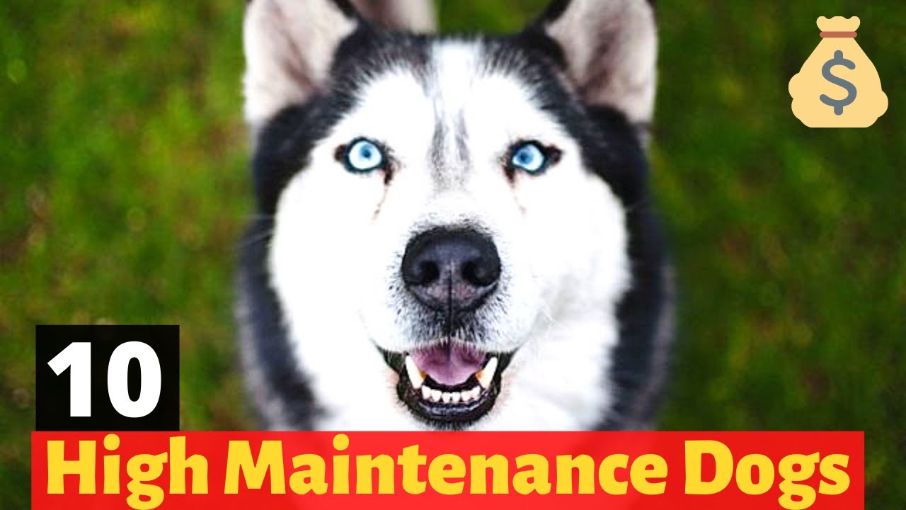 10 High Maintenance Dog Breeds in the World 💯