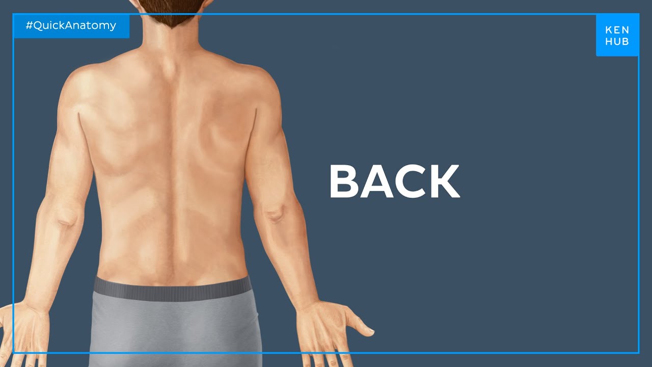 Surface anatomy of the back - Quick Anatomy | Kenhub