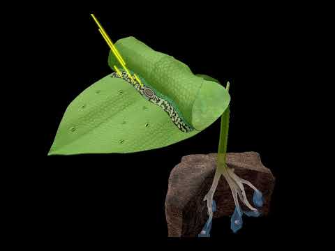 Visible Biology Bites | Reactants and Products of Photosynthesis