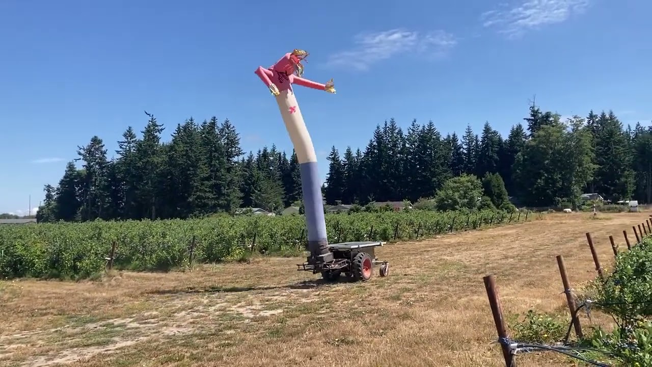 autonomous bird deterrent in blueberry rows