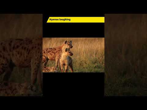 Hyena Laughing | Hyena sounds #shorts