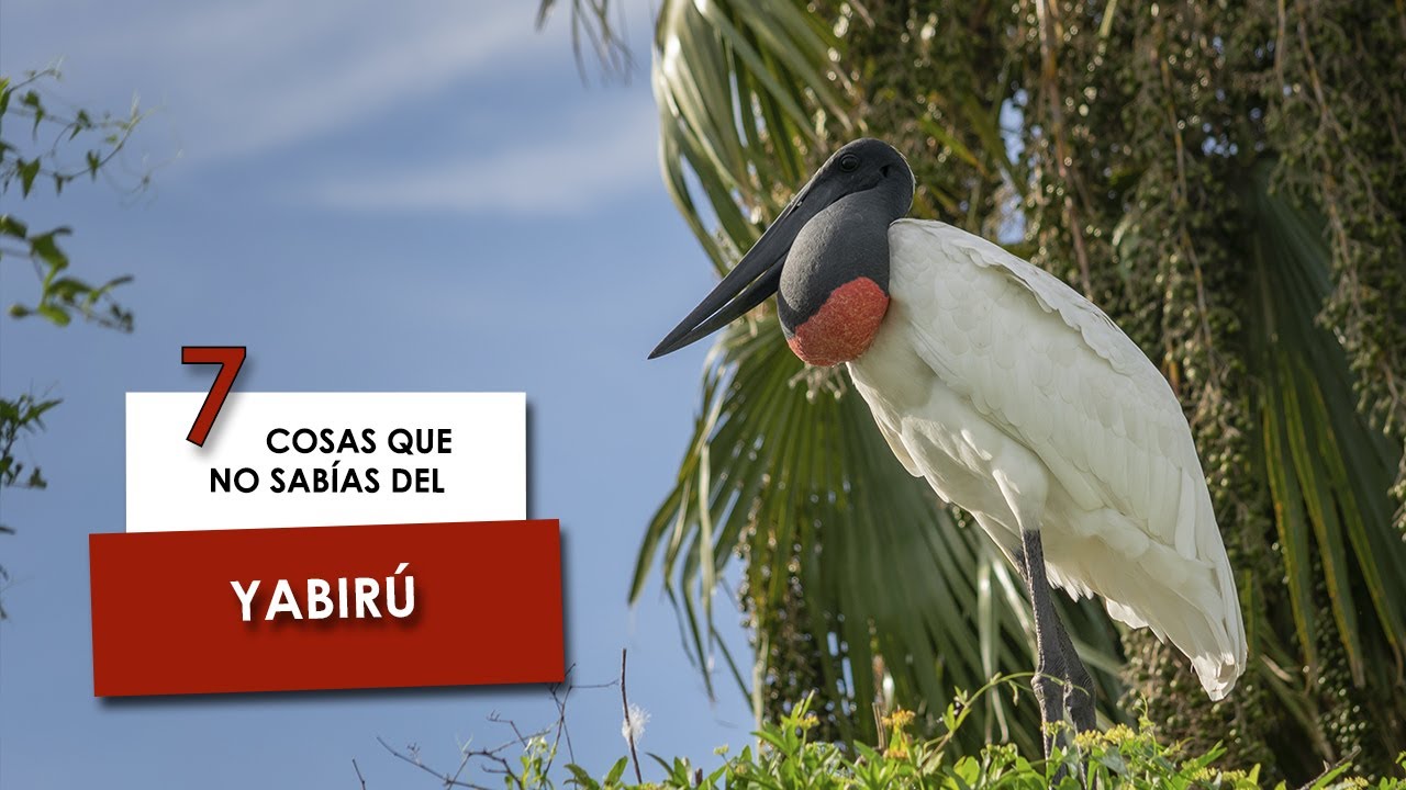 🟢 La Cigüeña más grande de SUDAMÉRICA - 7 COSAS QUE NO SABIAS DEL YABIRÚ - Faunadex #11  🟢