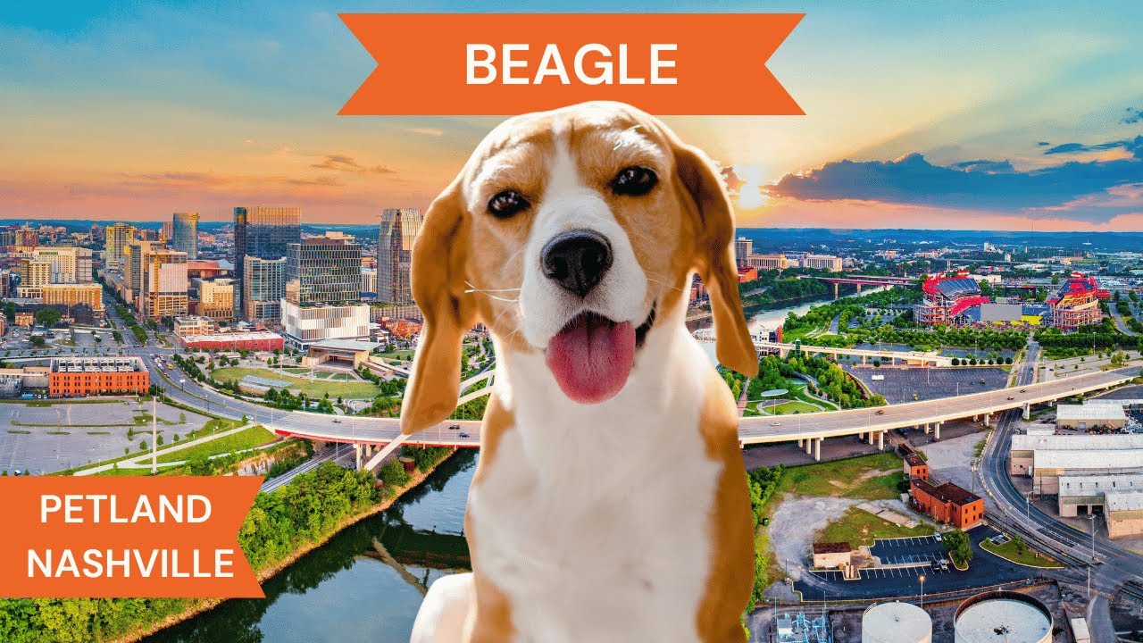 Beagle Breed Highlights