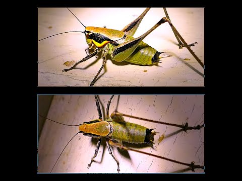 Eupholidoptera chabrieri by THeo