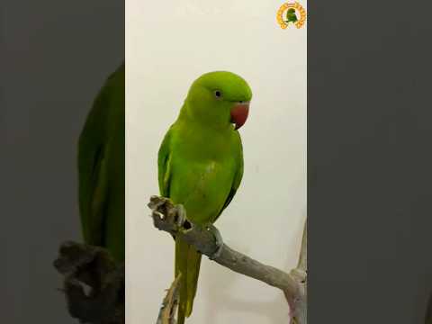 parrot calling voice #viral #parrot parrot #parrotsounds