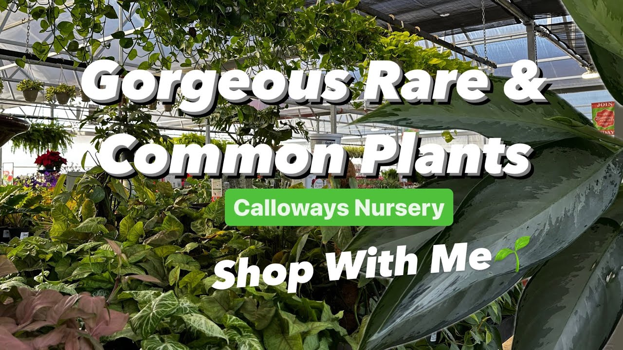 Plant Shopping for Rare and Common Plants Calloway's  Nursery Prosper Texas
