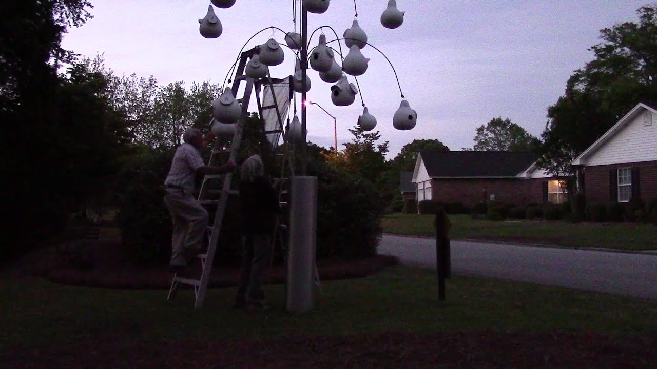 The Migration of the Purple Martins