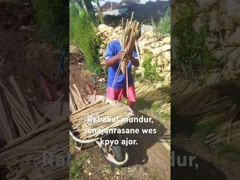 pengeringan suhu Matahari alami
