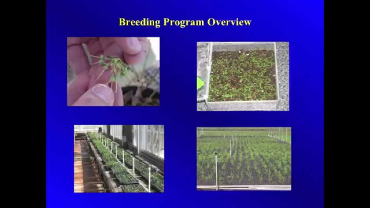 Blueberry Update 2015