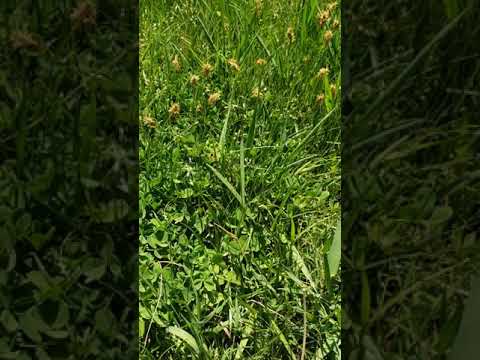 When to put your horse on pasture!