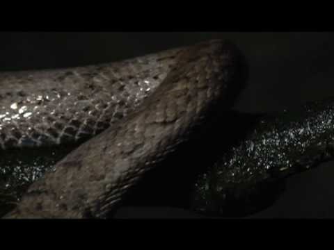 El Carso Norteño | Historia Contemporánea de Puerto Rico