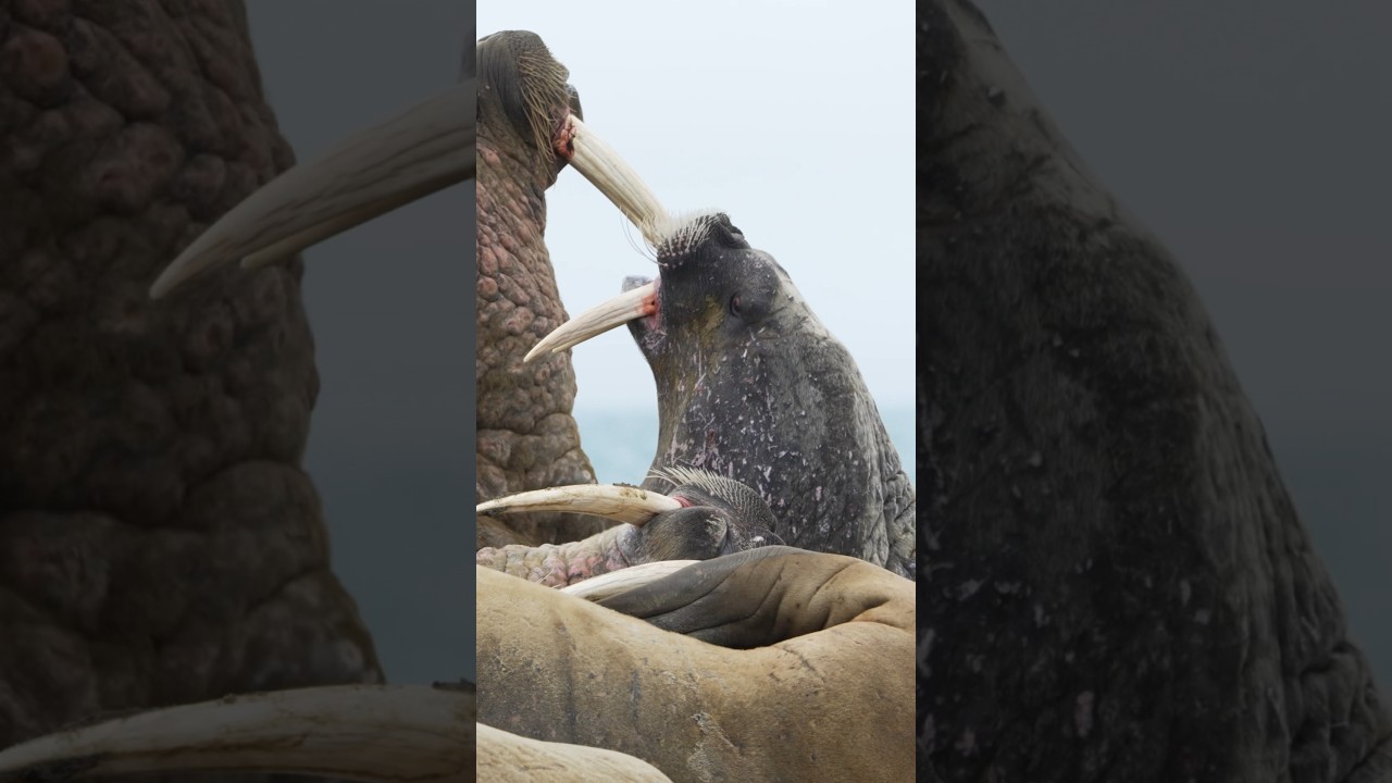 Inside the Arctic: Giant Walrus