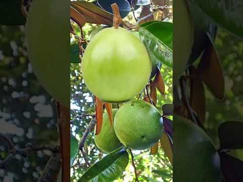 star apple for the day#starapple#asmr #shorts