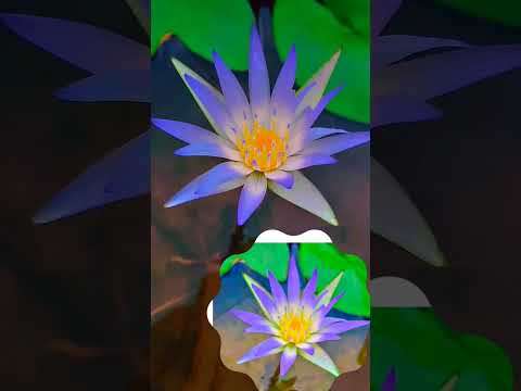 •Purple💜Water Lily•Best Whatsapp Status#flowers#watergarden#waterlily#garden#lotusflower#bloomflower